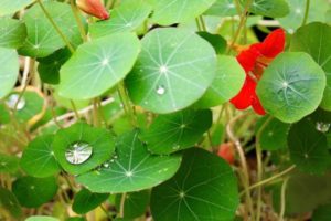 Collect for Purity - The Anglican Parish of Hamilton